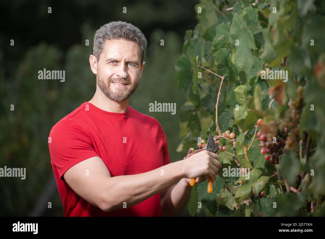 Grape farmer cutting grapes. Farmer cut grapevine. Vinedresser cutting grapes bunch. Male ...
