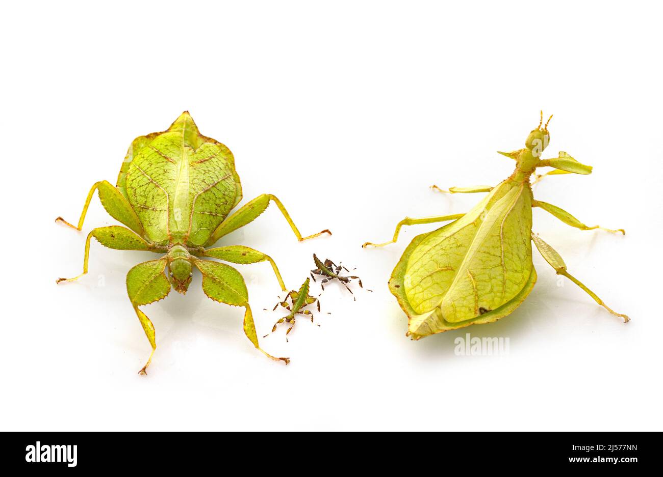 stick insect in front of white background Stock Photo - Alamy