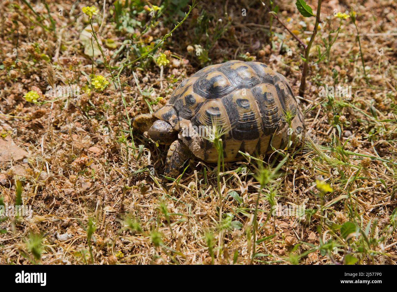 Mediterranean Spur thighed Tortoise Greek tortoise (Testudo graeca ...
