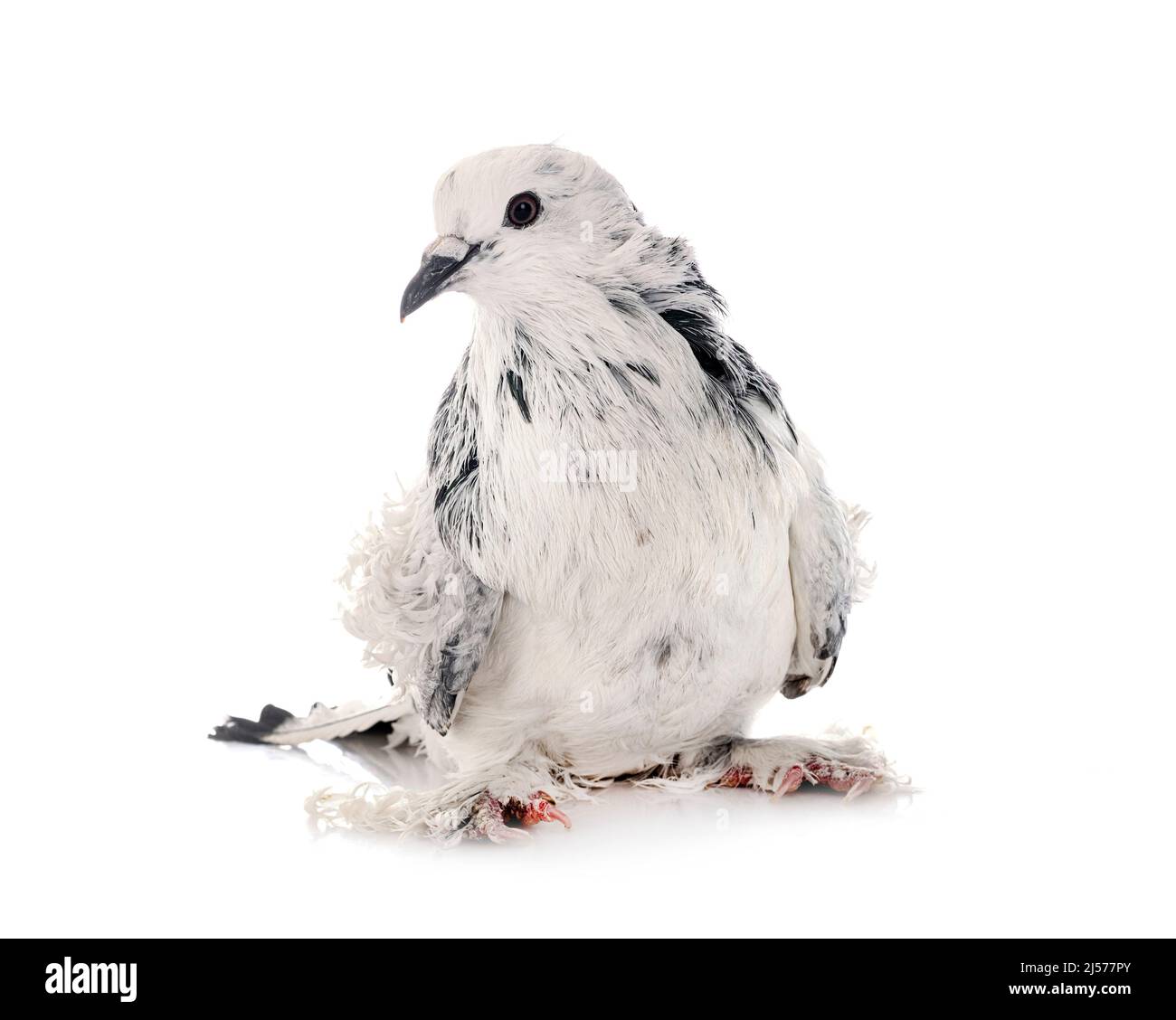 Frillback pigeon in studio Stock Photo - Alamy