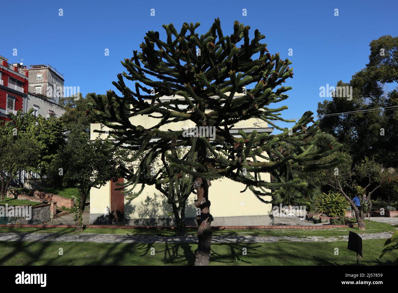 Pianta di scimmia hi-res stock photography and images - Alamy