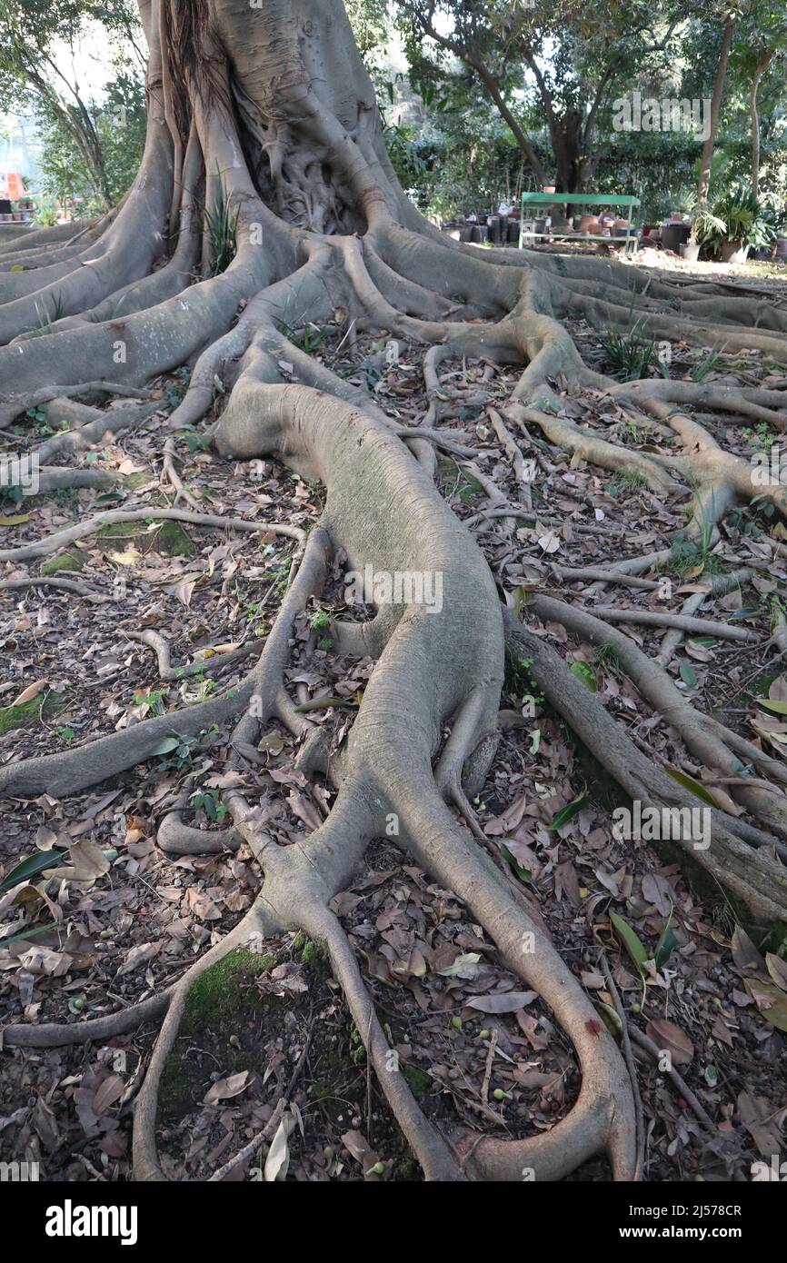 Albero di magnolia hi-res stock photography and images - Alamy