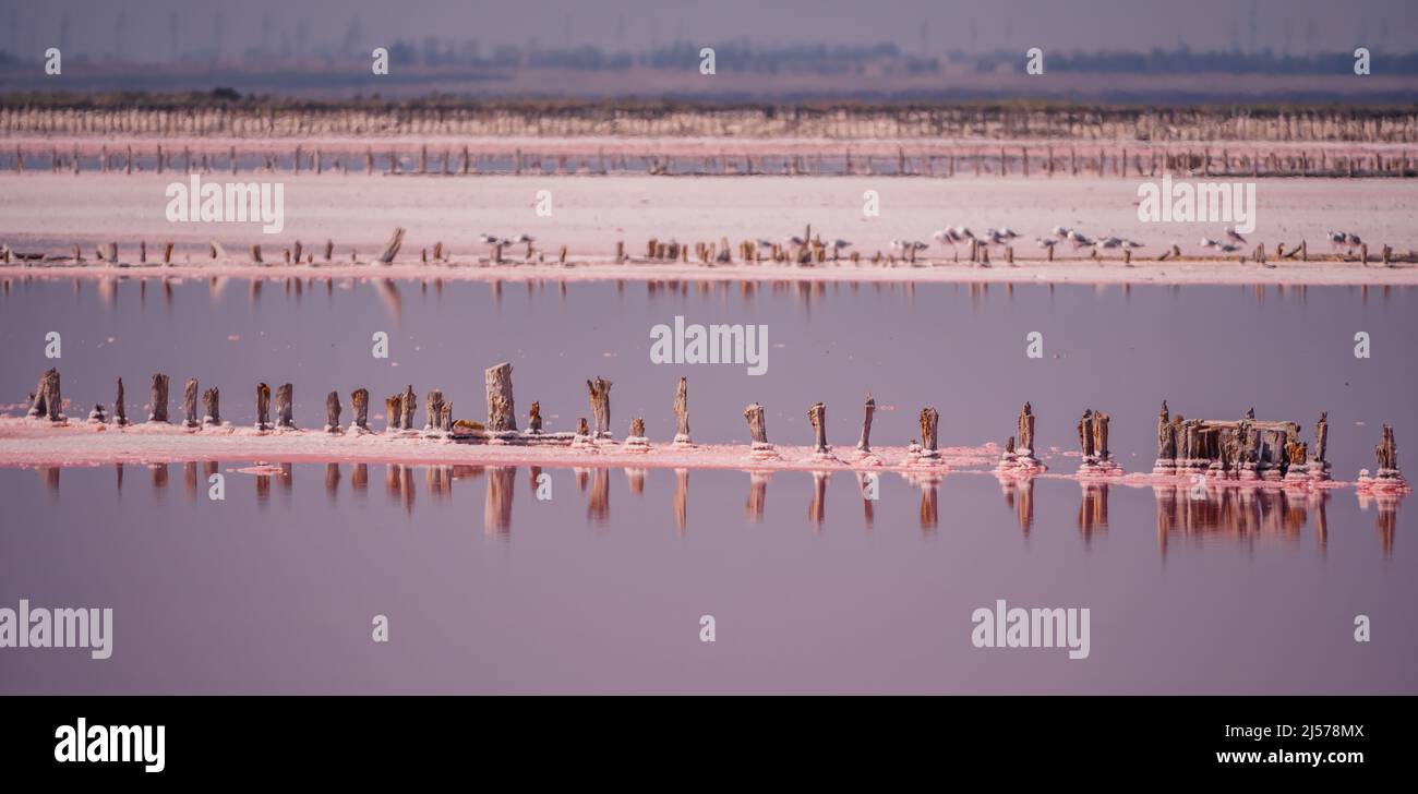 Pink salt cristales. Natural pink salt lake texture. Salt mining. Salty ...
