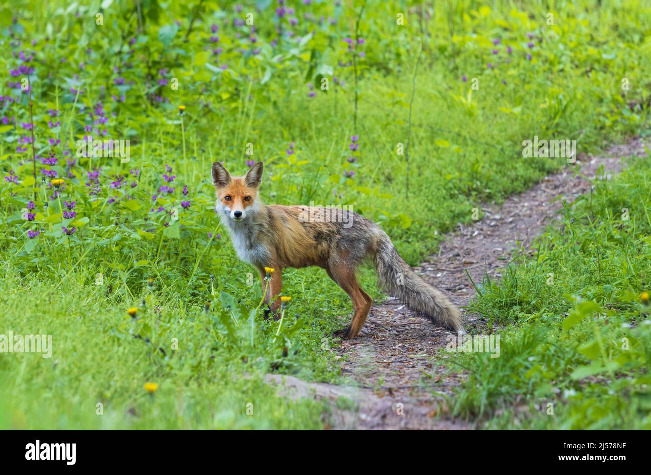 fox on a forest path among flowering herbs Stock Photo - Alamy