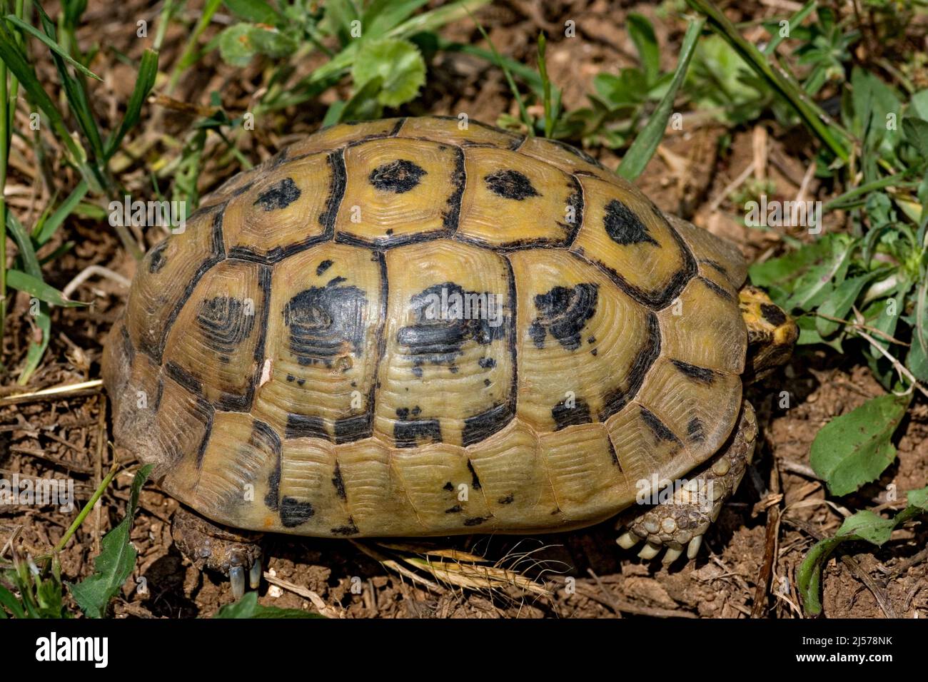 Mediterranean Spur thighed Tortoise Greek tortoise (Testudo graeca ...