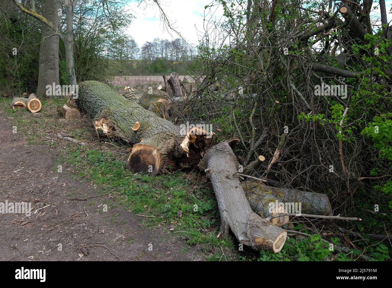 remains of a tree that has been cut down Stock Photo - Alamy