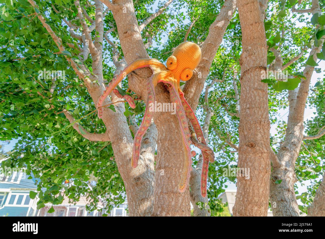 Knitted octopus on a branch of a tree at San Francisco, California ...