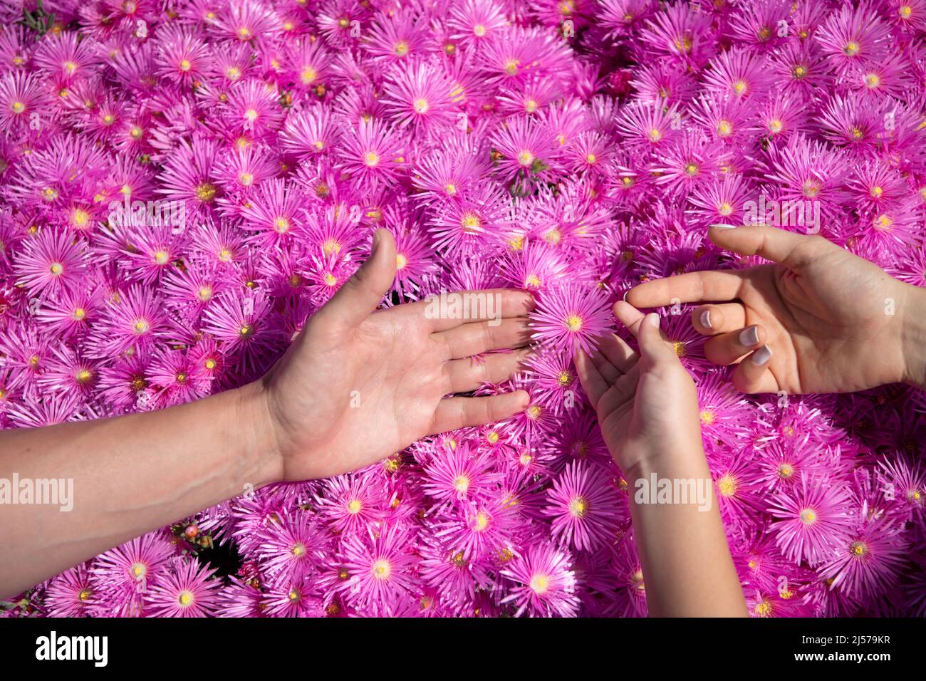 Family hands on pink asters, pink daisies texture background. Parents ...
