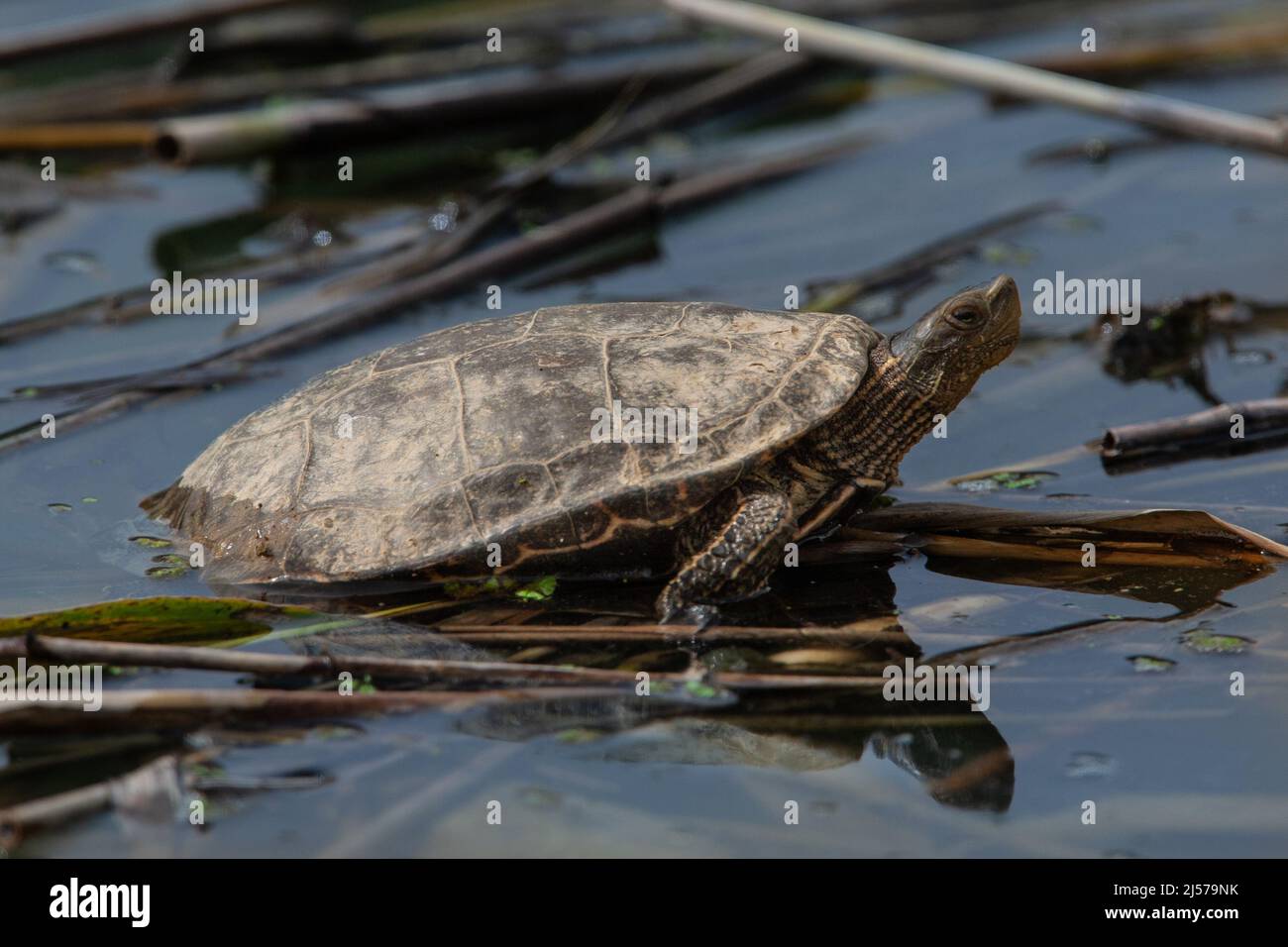 Western balkan hi-res stock photography and images - Alamy