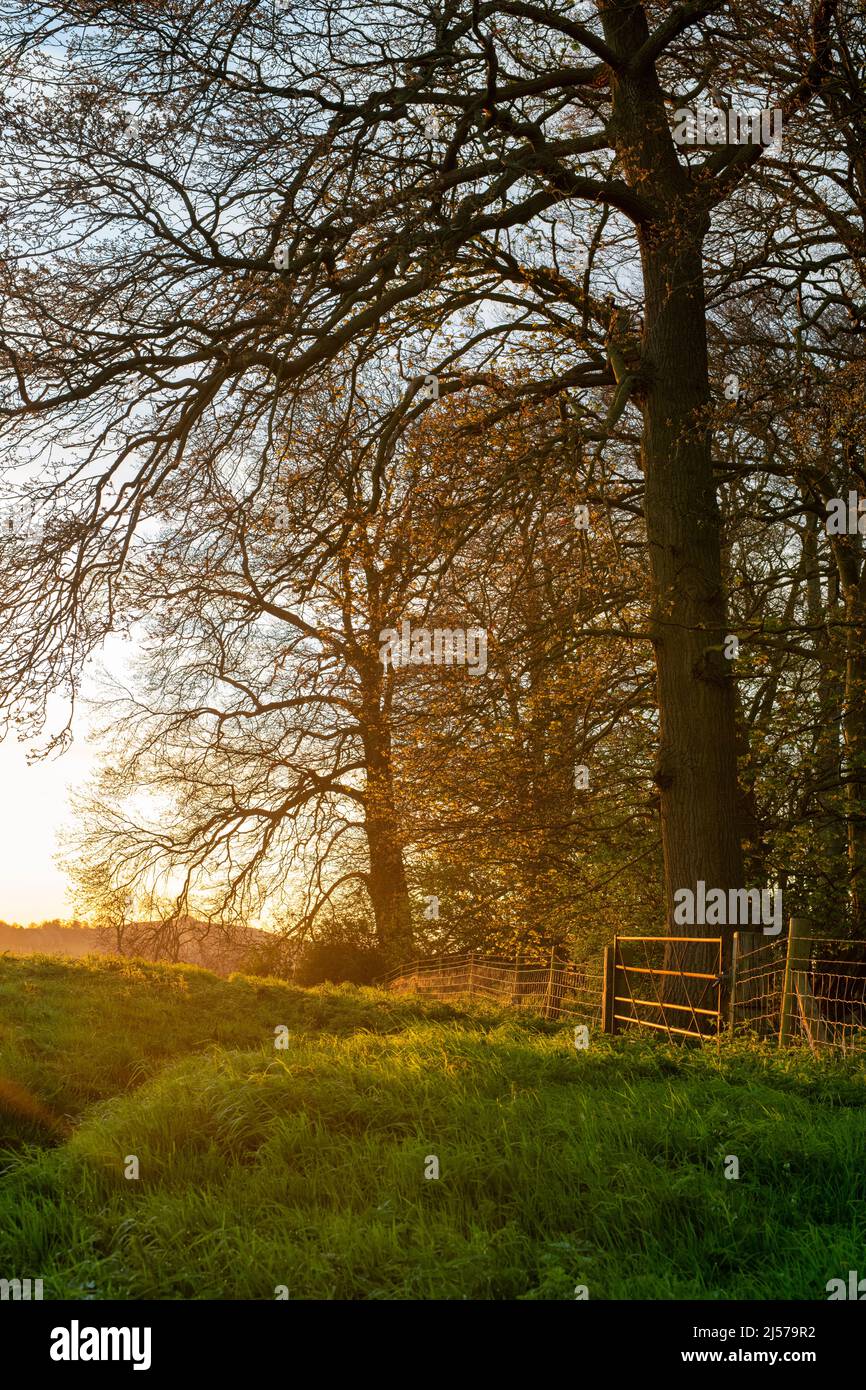 Spring sunrise golden light on Windmill Hill. Upper Tysoe, Warwickshire ...