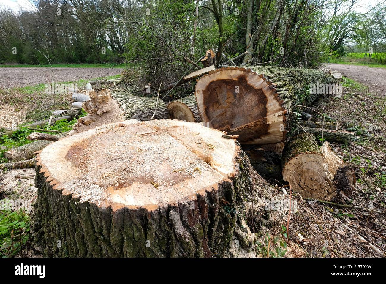 remains of a tree that has been cut down Stock Photo - Alamy