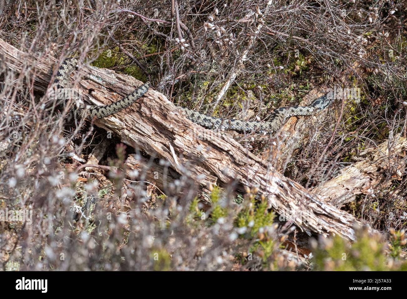 Adder (Vipera berus) snake basking on logs in heathland, Thursley ...