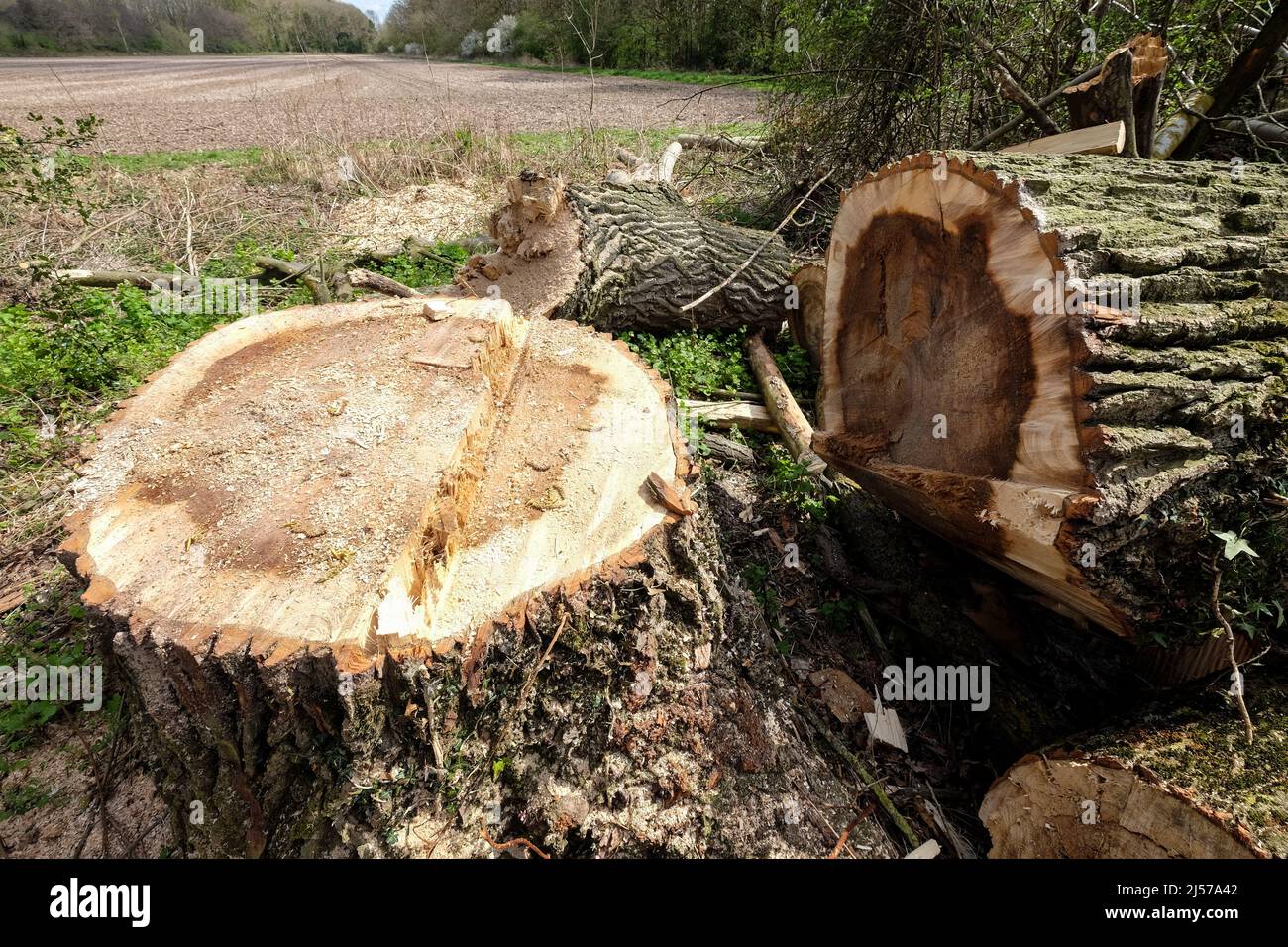 remains of a tree that has been cut down Stock Photo - Alamy