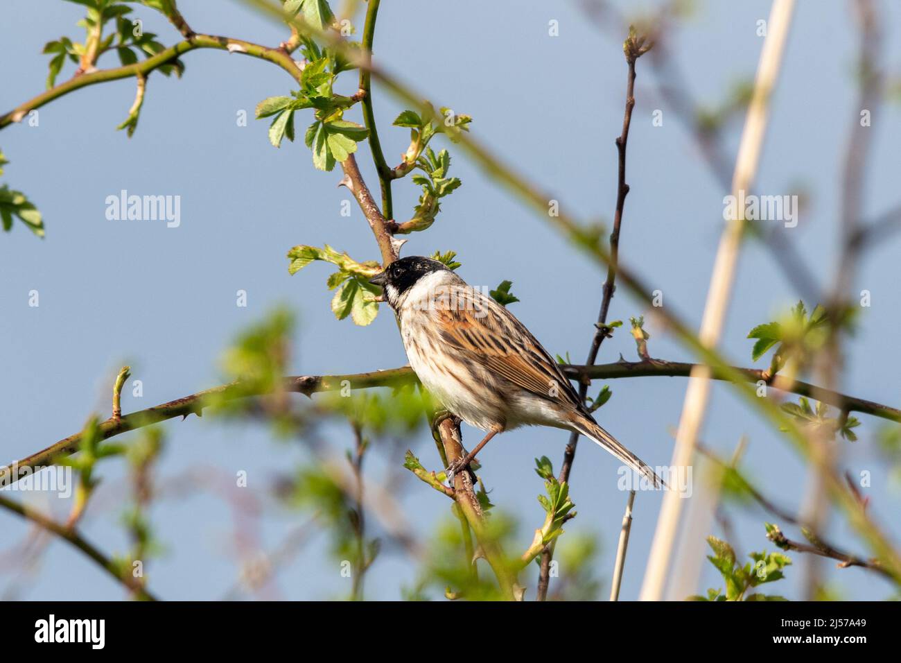 Male reed bunting (Emberiza schoeniclus Stock Photo - Alamy