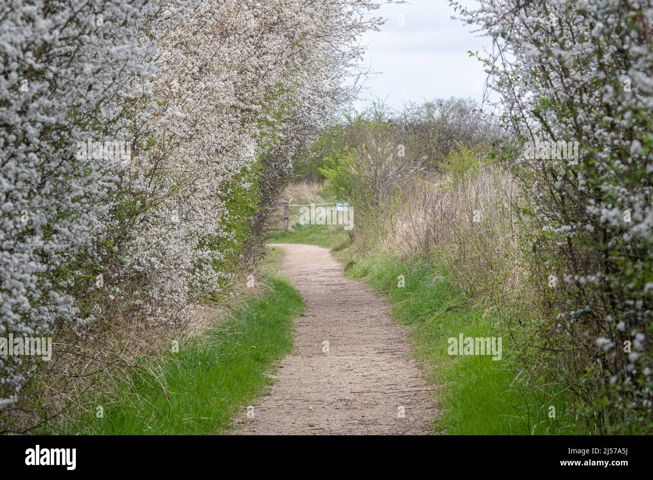 Blackthorn hedgerow in blossom at RSPB Otmoor during April or spring ...