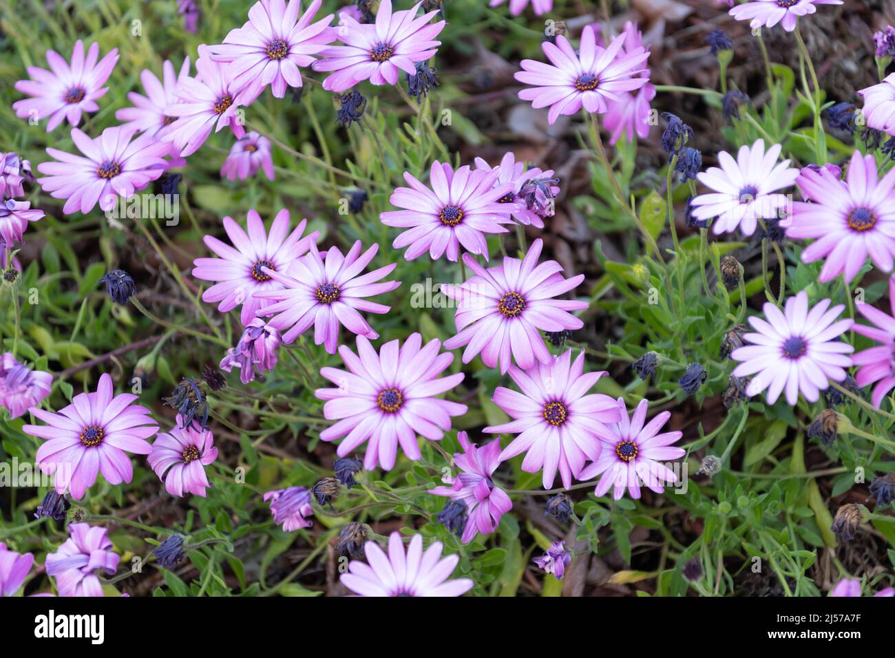 lilac flowers of daisy. beautiful nature background Stock Photo - Alamy
