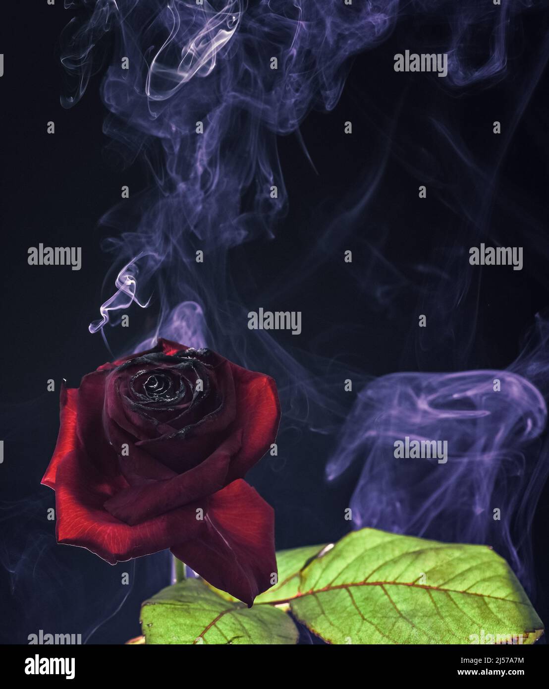 Fresh red rose with burned petals and wisp of smoke dark background ...