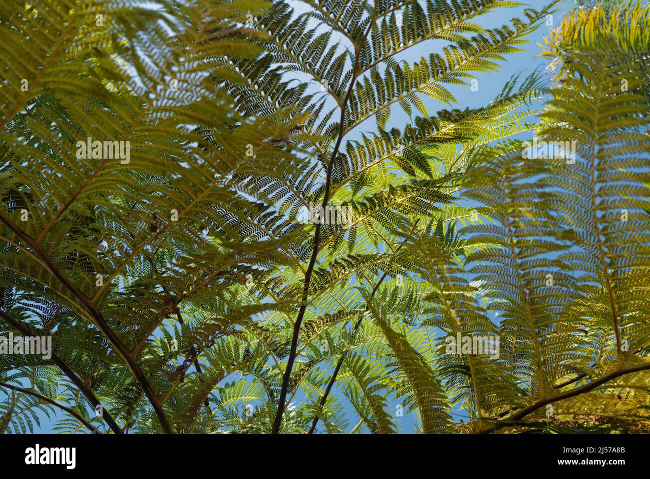 Fern leaf foliage, fern on sky background. Plant organic texture Stock ...