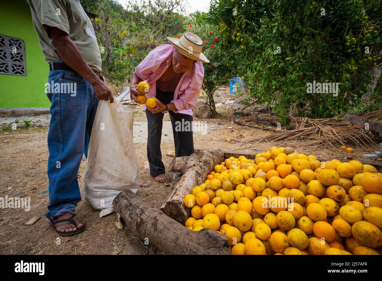Two panamanian men are filling up a bag with newly harvested oranges in ...