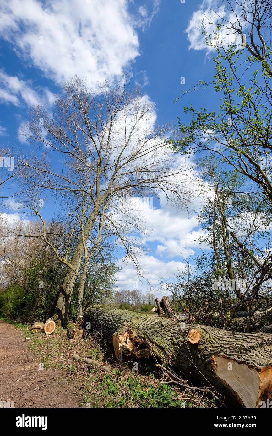 large tree that has been cut down Stock Photo - Alamy