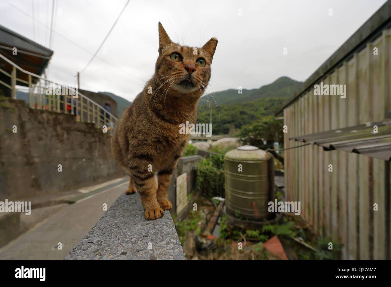 Houtong cat village, along the Pingxi Train Line, Ruifang district, New ...