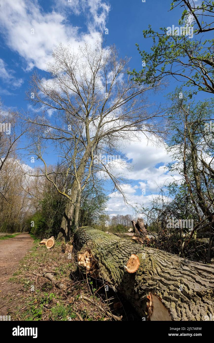 large tree that has been cut down Stock Photo - Alamy