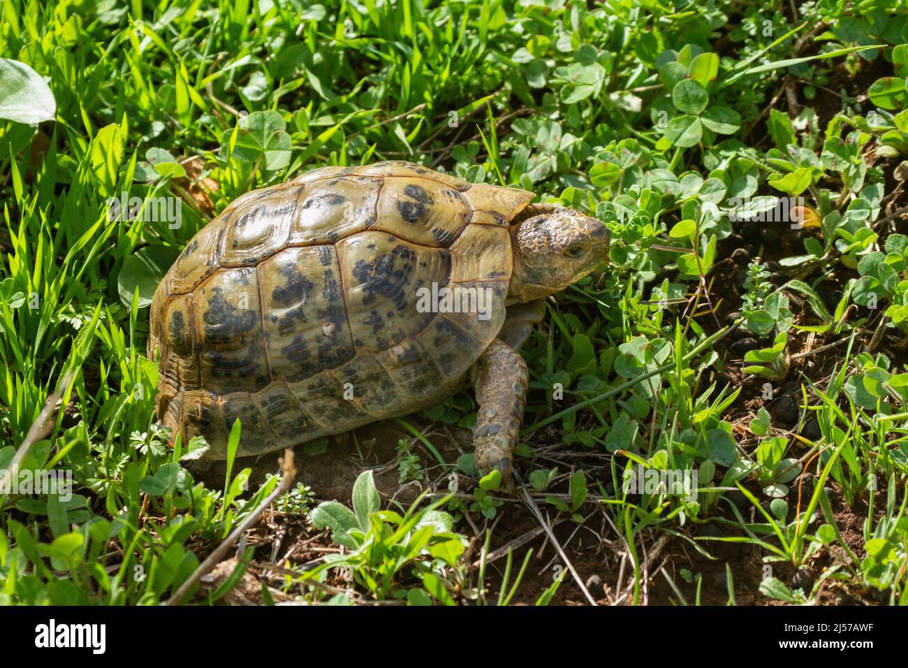 Mediterranean Spur thighed Tortoise Greek tortoise (Testudo graeca ...