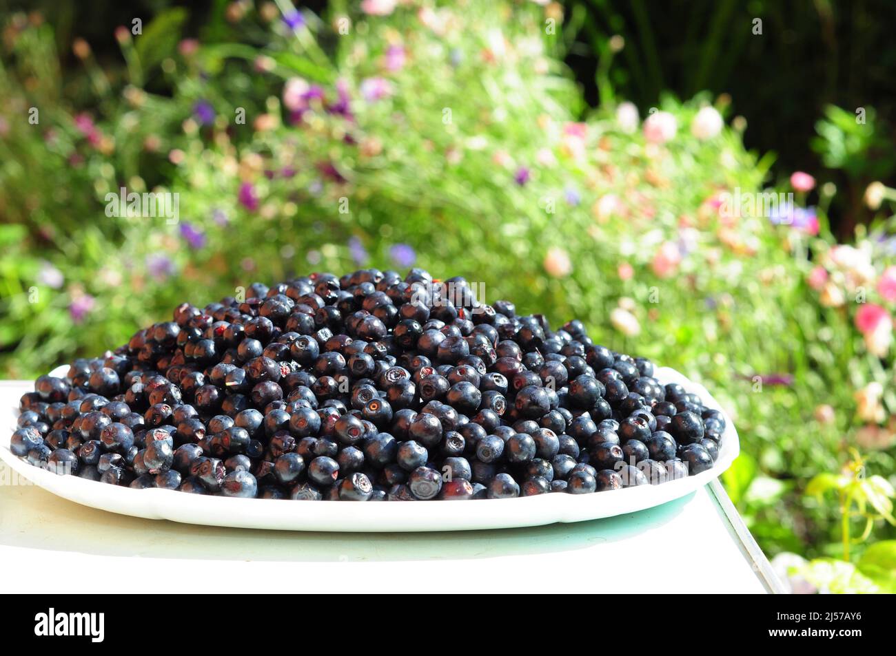 Wild bilberries. Close up on plate with ripe and fresh wild bilberry ...