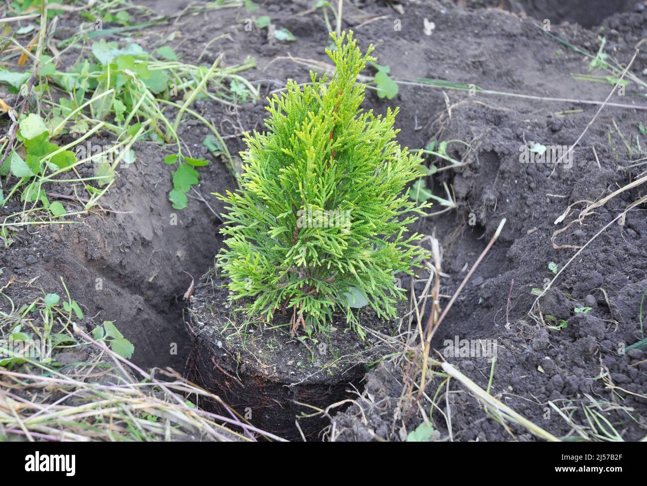 Sapling hole hi-res stock photography and images - Alamy