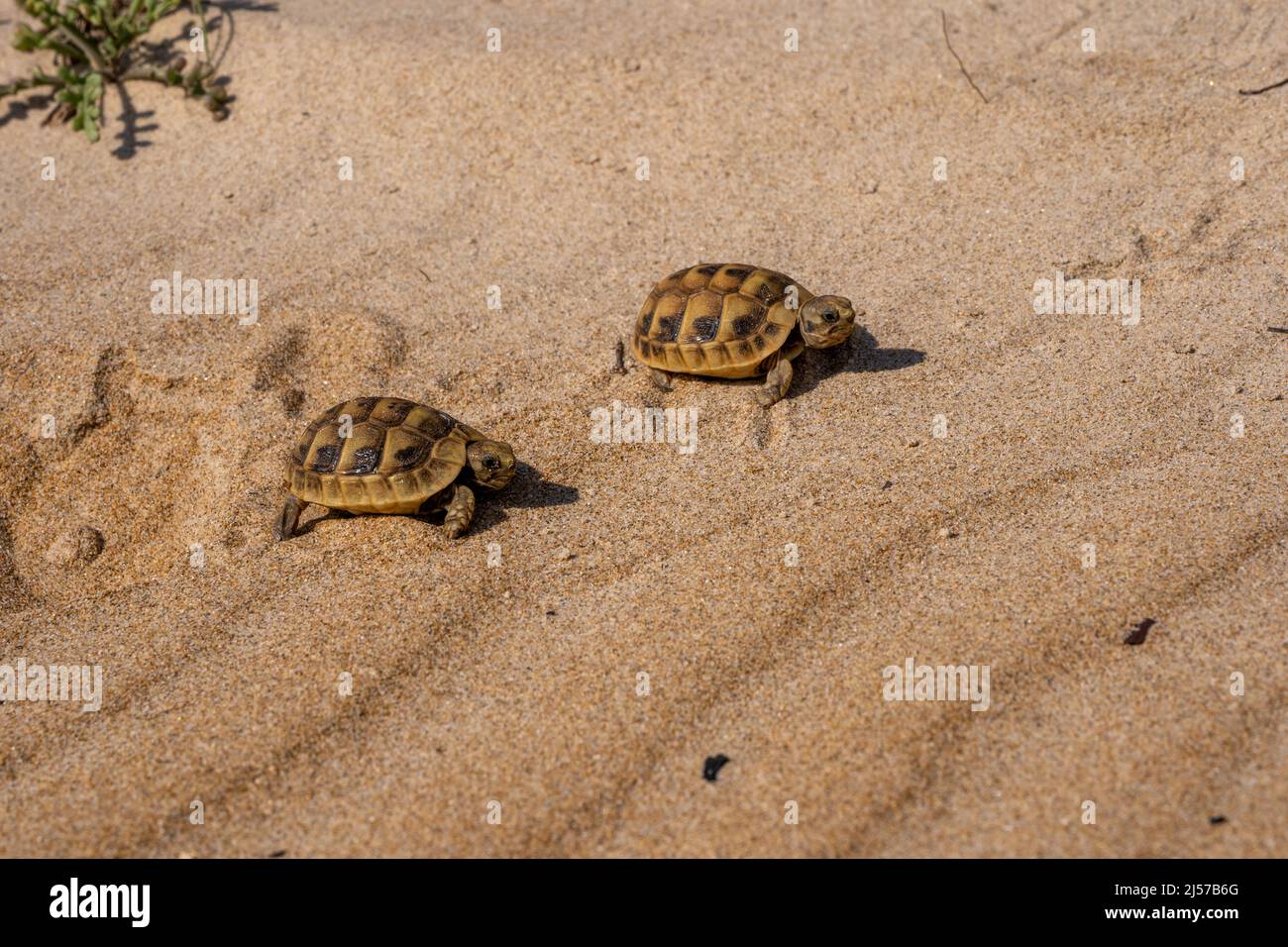 Kleinmann's tortoise (Testudo kleinmanni Stock Photo - Alamy