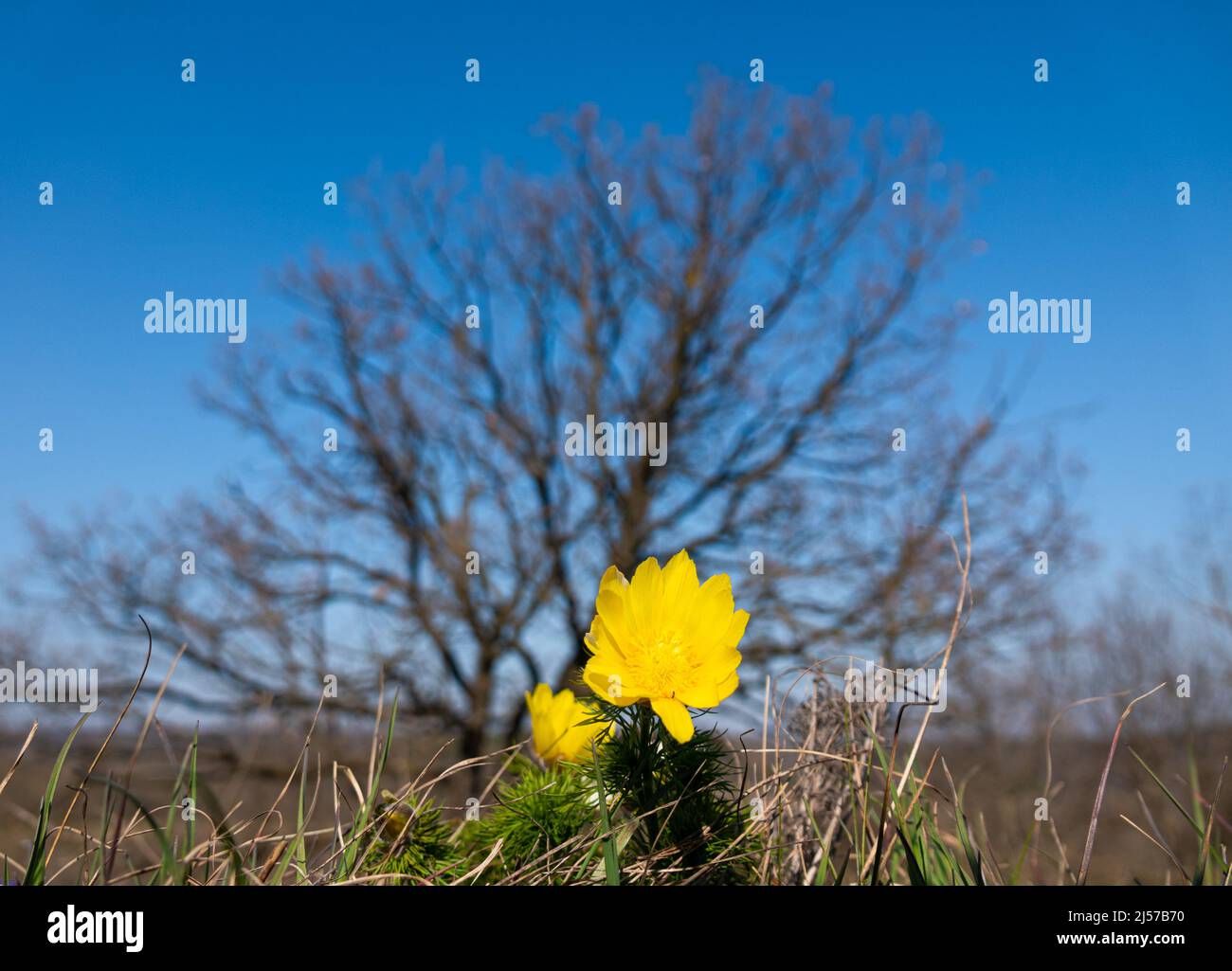 The first spring flowers, Yellow Adonis Stock Photo - Alamy