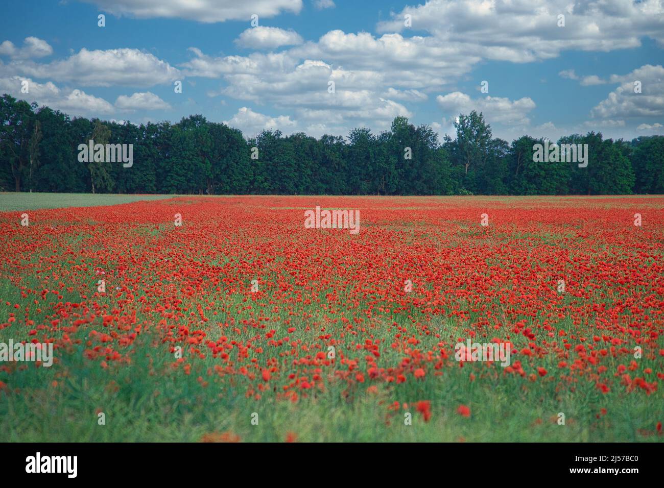 The corn poppy shines in the red color splendor. When a green meadow is ...