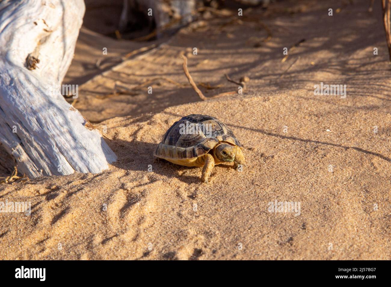 Kleinmann's tortoise (Testudo kleinmanni Stock Photo - Alamy
