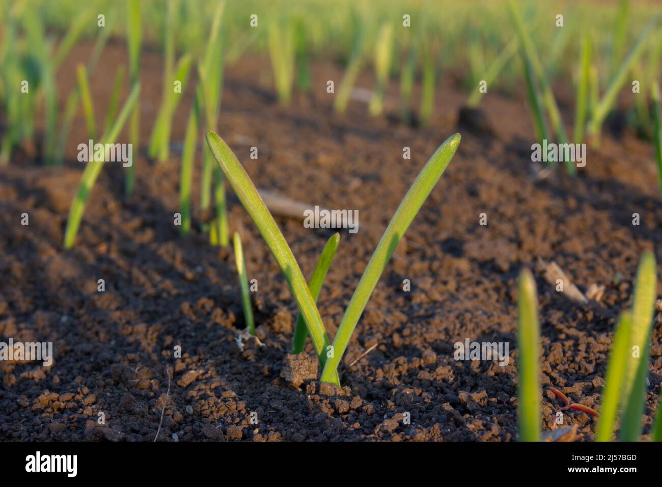 Wheat sprouts sprouted from the soil, young germinating grains, leaves ...
