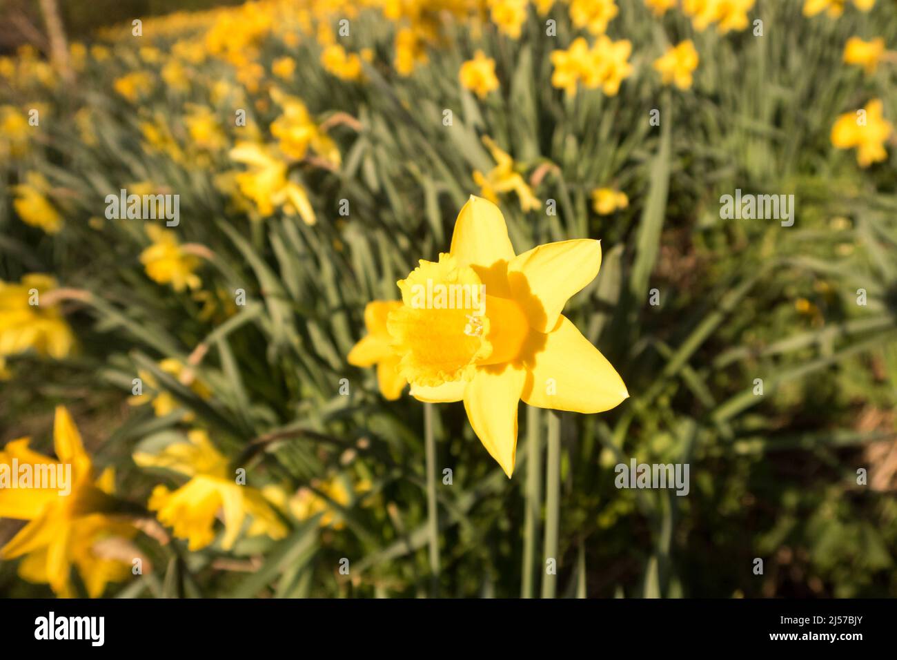 Field of daffodils hi-res stock photography and images - Alamy