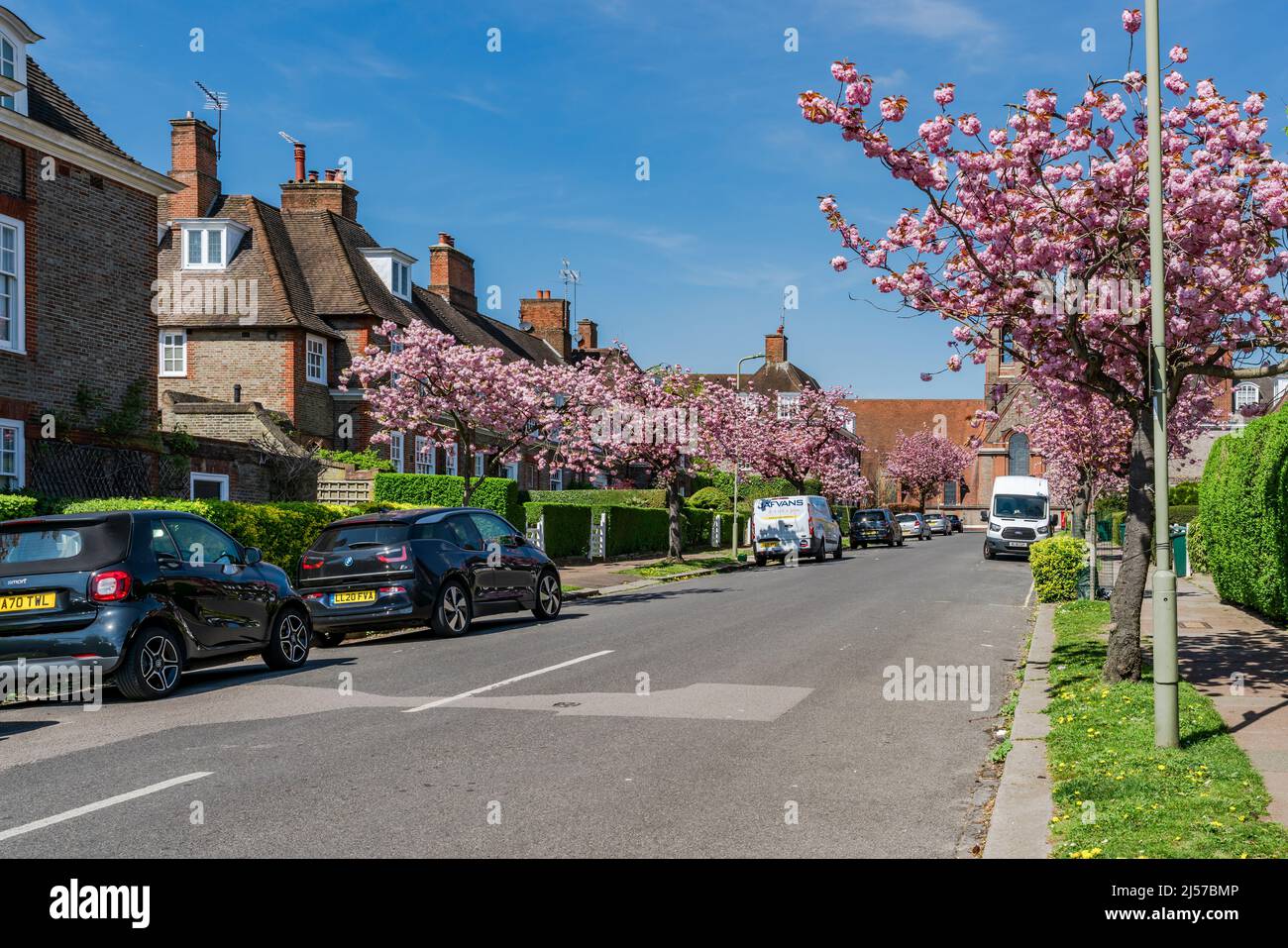 LONDON, UK - APRIL 15, 2022:Beautiful cherry blossom trees line a ...