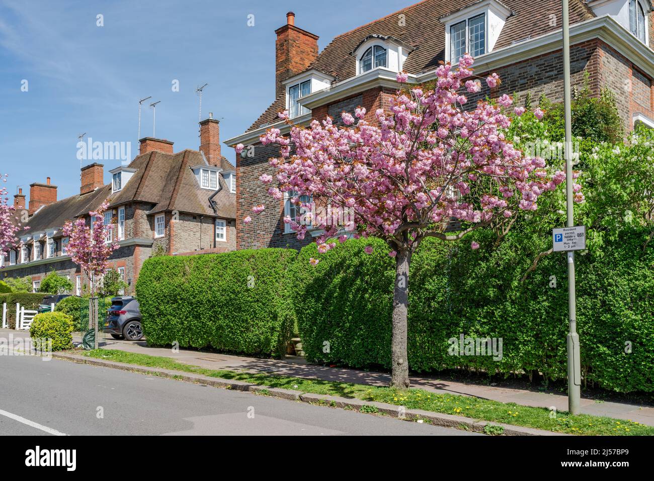 LONDON, UK - APRIL 15, 2022:Beautiful cherry blossom trees line a ...