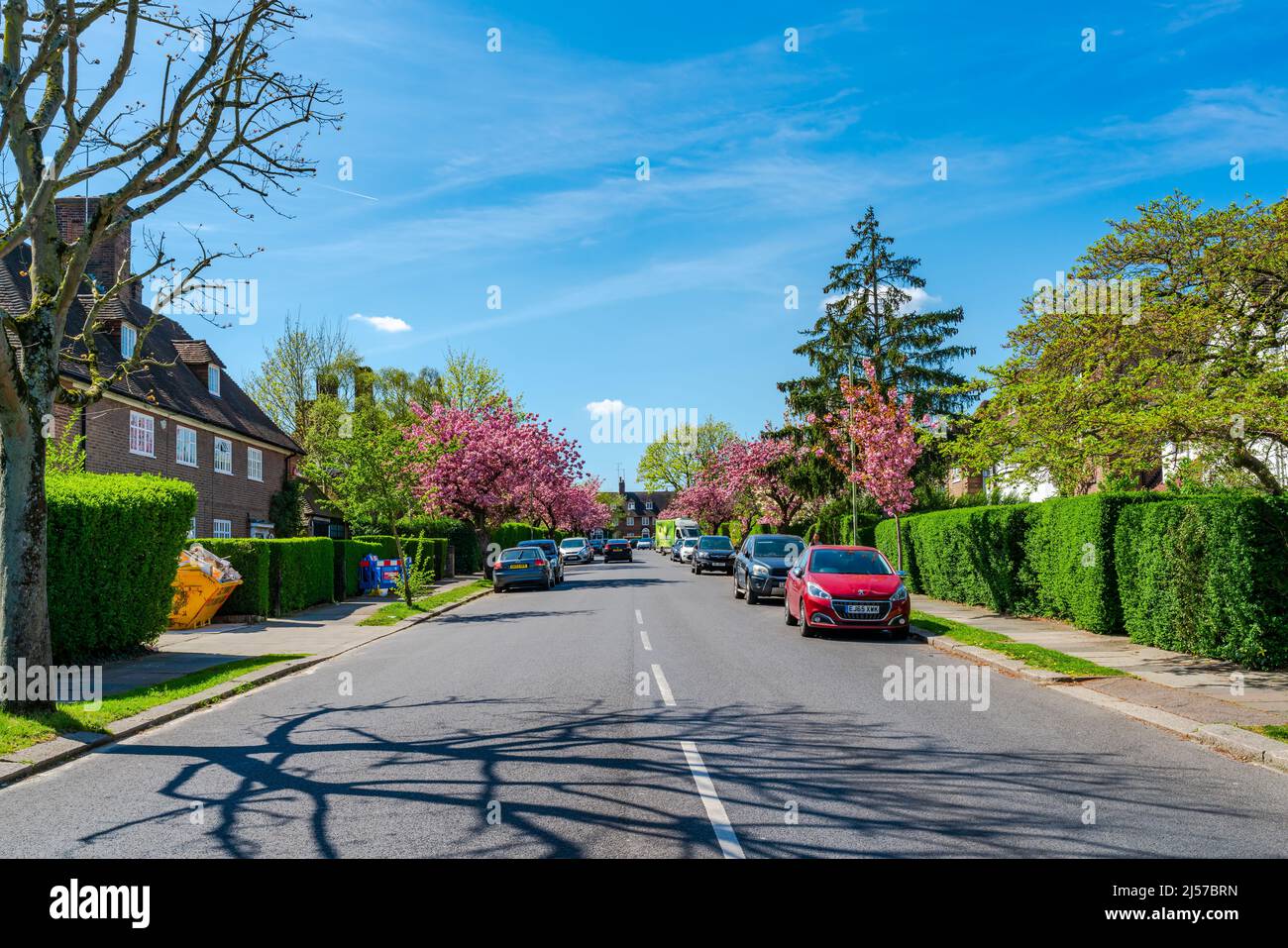 LONDON, UK - APRIL 15, 2022:Beautiful cherry blossom trees line a ...