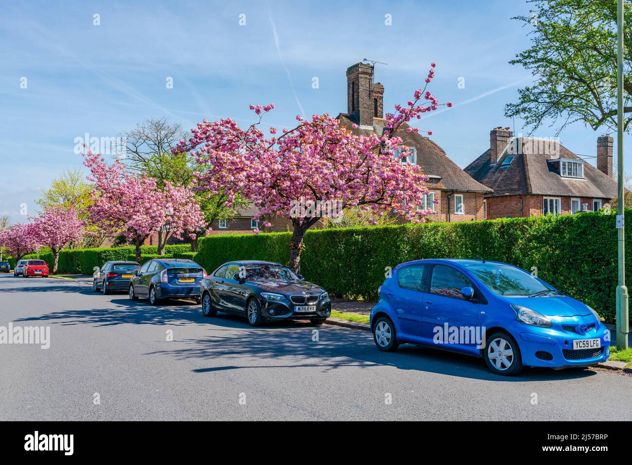 LONDON, UK - APRIL 15, 2022:Beautiful cherry blossom trees line a ...
