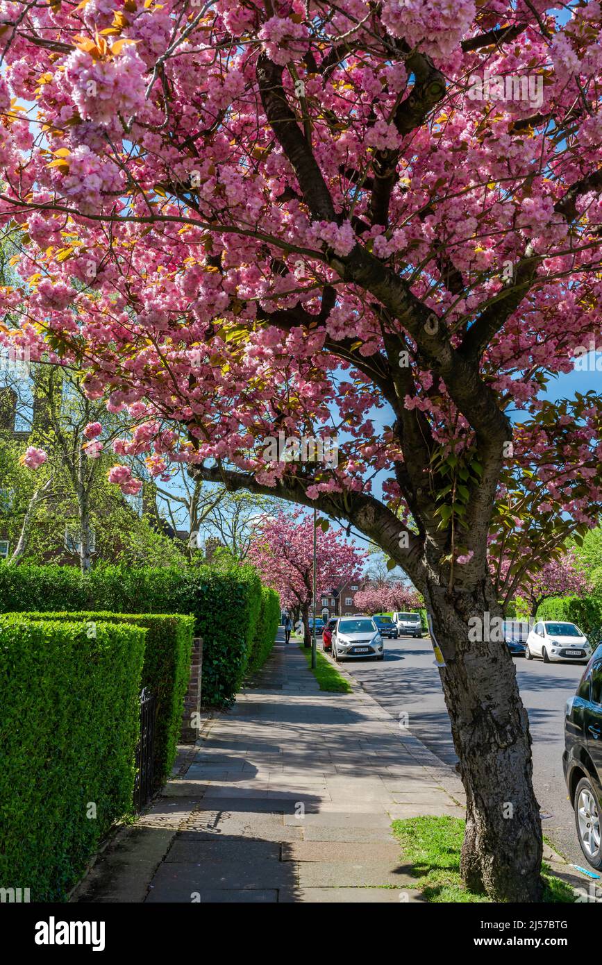 LONDON, UK - APRIL 15, 2022:Beautiful cherry blossom trees line a ...