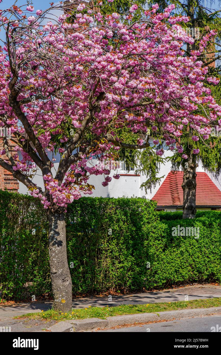 Beautiful cherry blossom tree in residential area of Hampstead Garden ...
