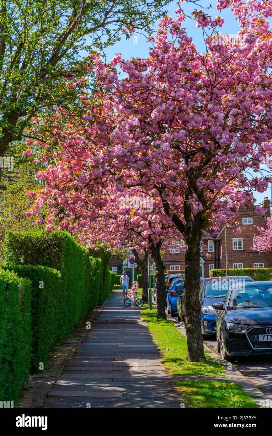 LONDON, UK - APRIL 15, 2022:Beautiful cherry blossom trees line a ...