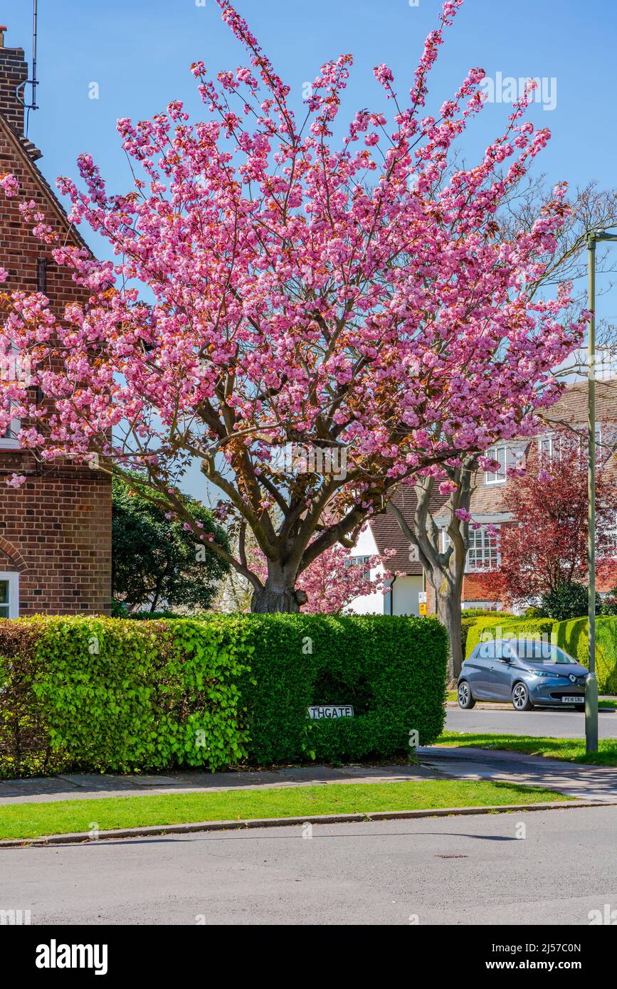 LONDON, UK - APRIL 15, 2022:Beautiful cherry blossom trees line a ...