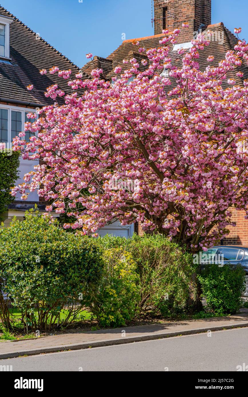 Beautiful cherry blossom on residential street in Hampstead Garden ...