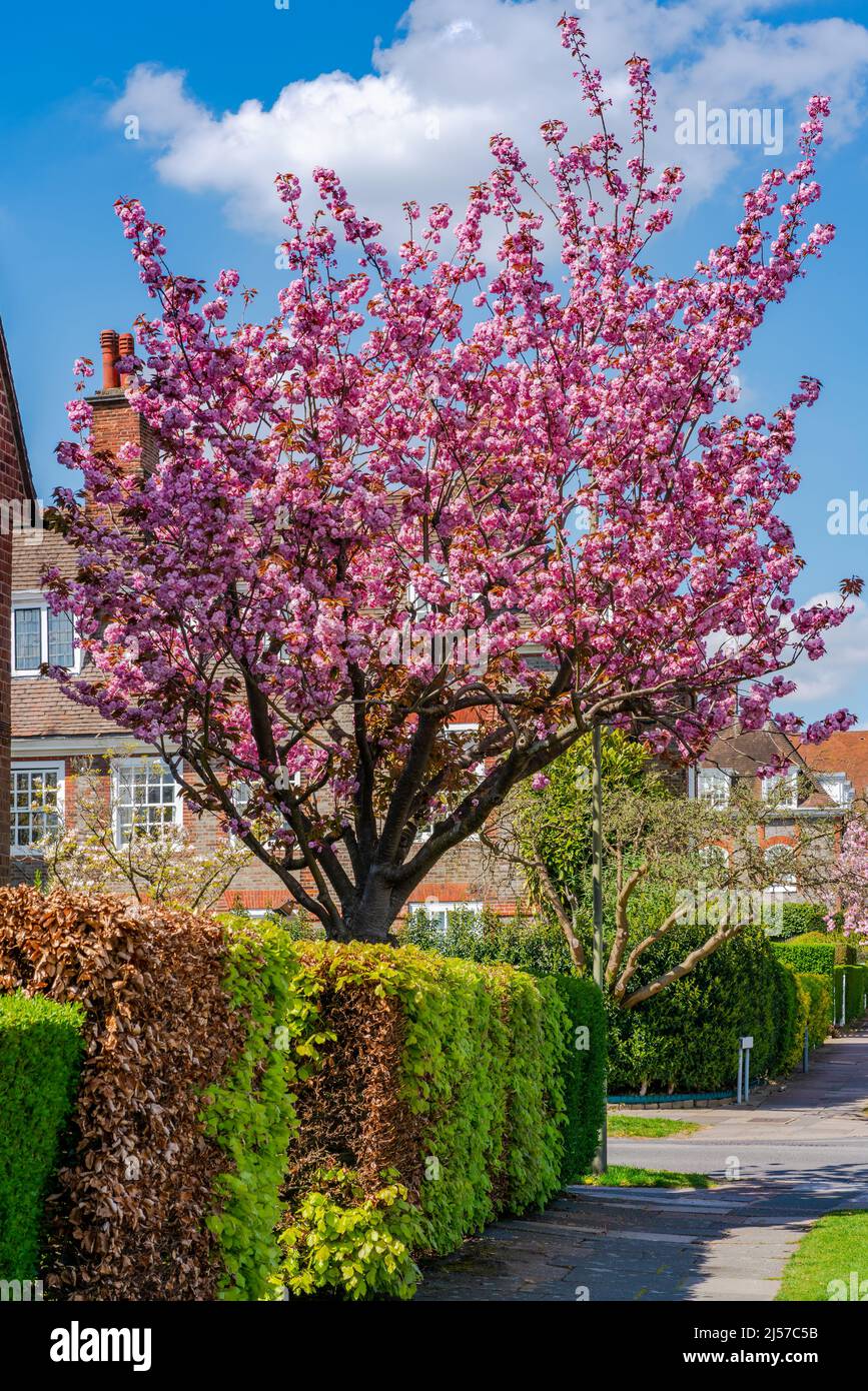 Beautiful cherry blossom line a residential street in Hampstead Garden ...