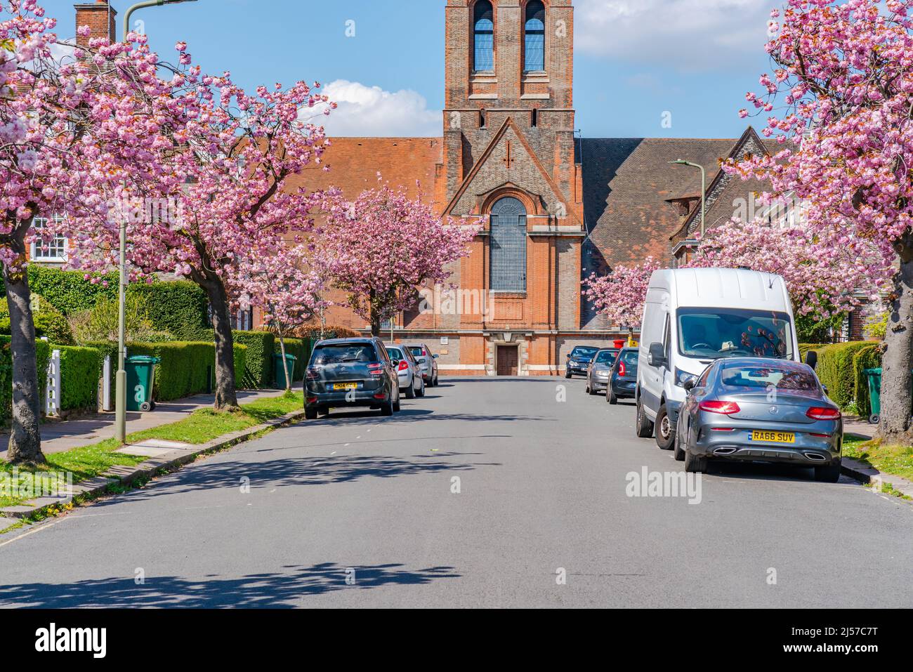 LONDON, UK - APRIL 15, 2022: Beautiful cherry blossom trees line a ...