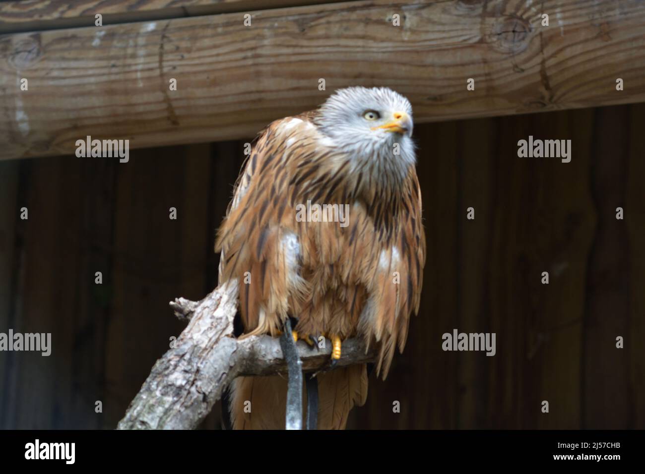 Red Kite head closeup, Milvus milvus, sitting on a branch Stock Photo ...