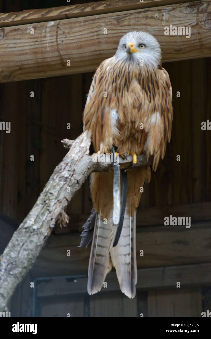 Red Kite head closeup, Milvus milvus, sitting on a branch Stock Photo ...