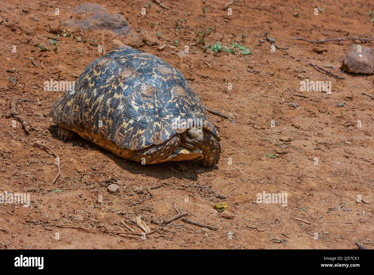 African turtles hi-res stock photography and images - Alamy