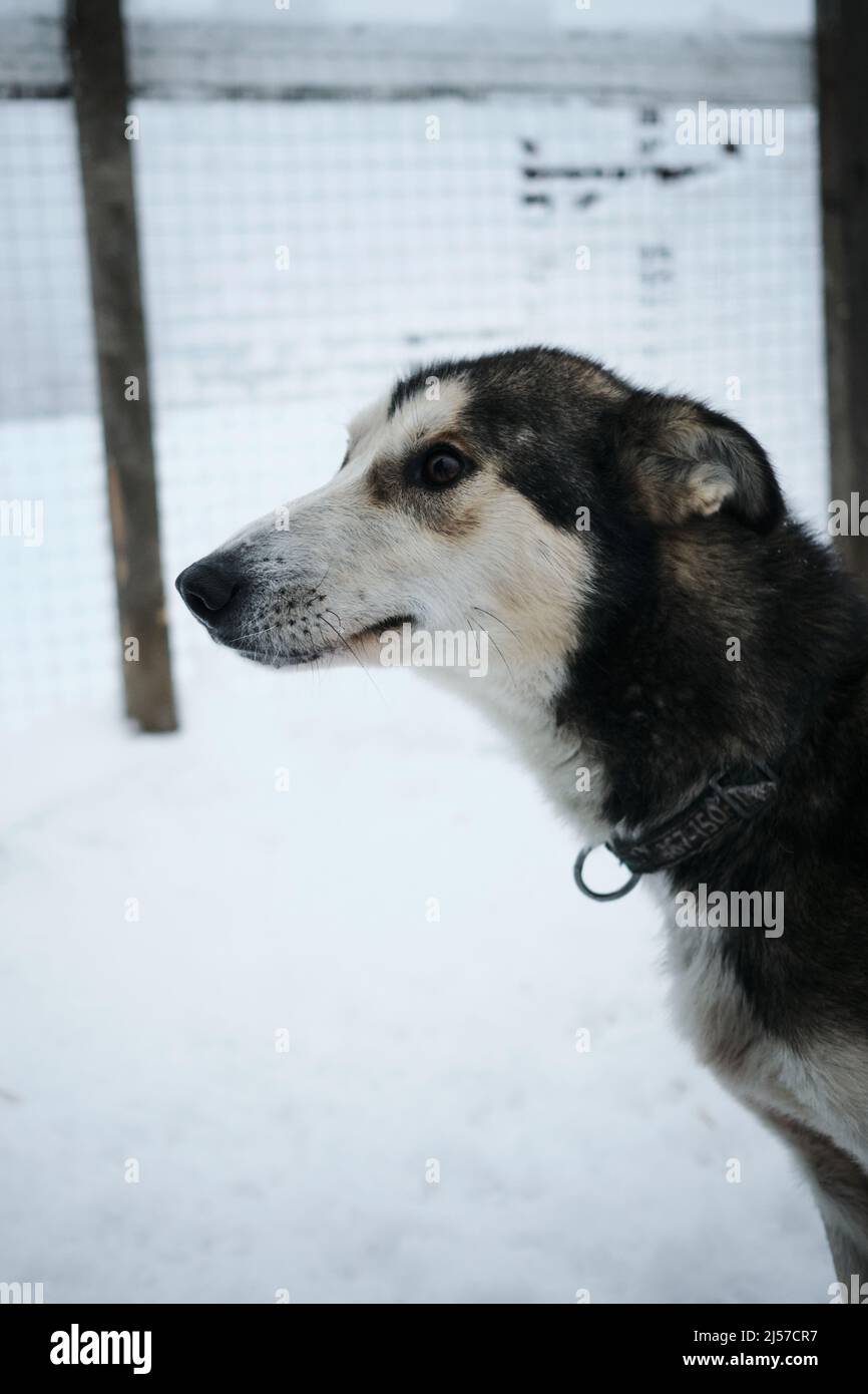 Beautiful young gray dog is standing in the aviary of an animal shelter ...